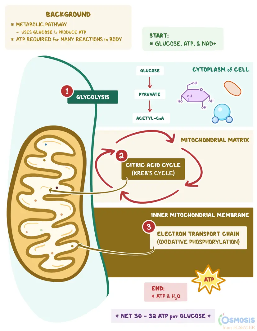 Cellular Respiration: Steps, Process, and Stages | Osmosis