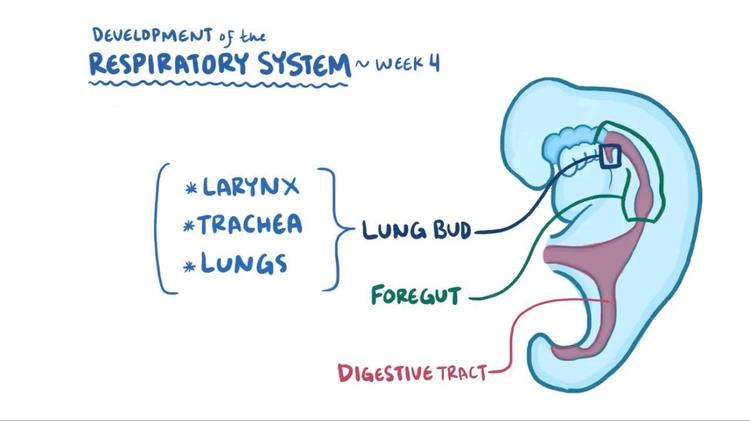 Development of the respiratory system: Video, Causes, & Meaning | Osmosis