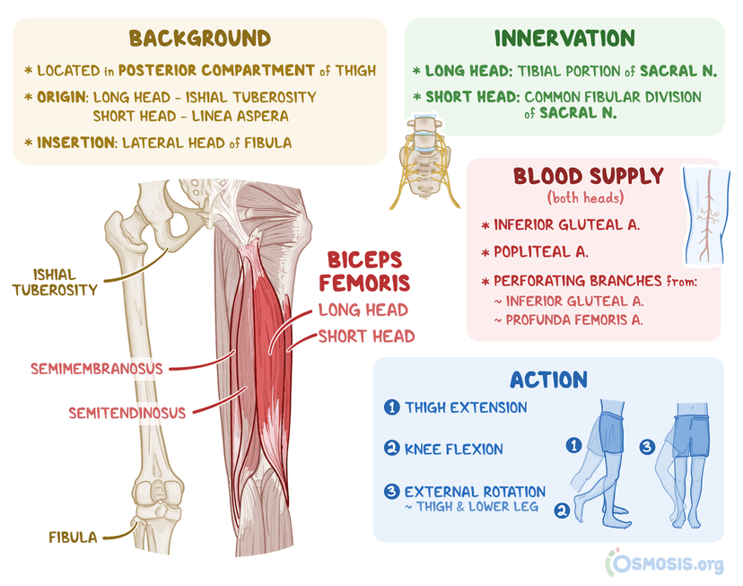 Biceps Femoris: What Is It, Location, Action | Osmosis