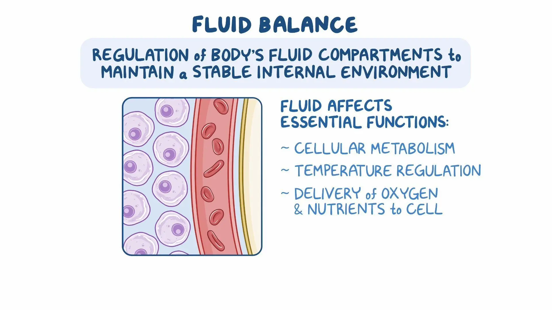 Overview of Fluid Balance: Video, Causes, & Meaning | Osmosis