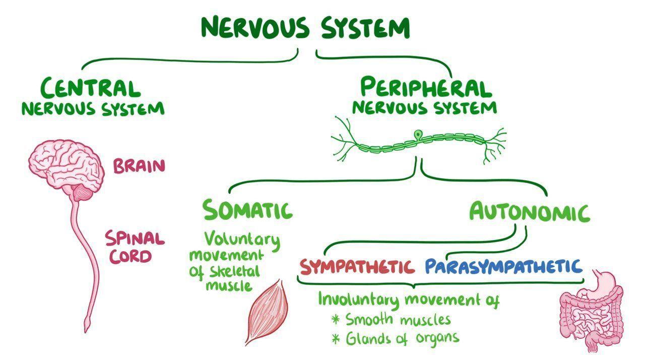 Sympathetic nervous system: Video, Causes, & Meaning | Osmosis