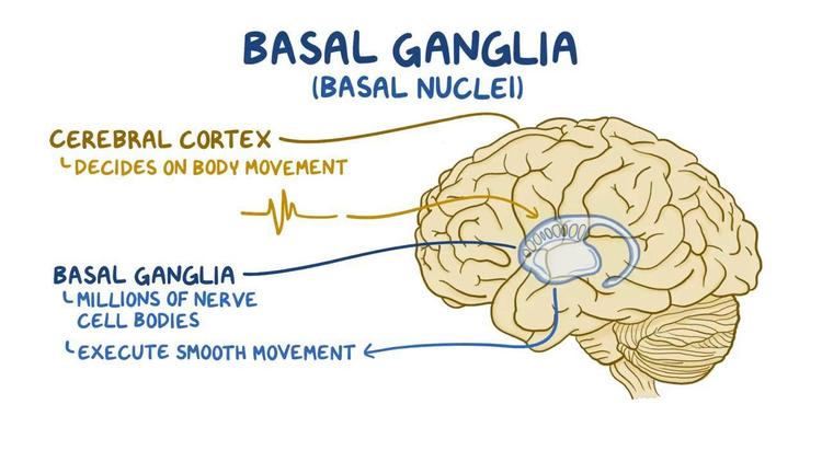 Ganglios basales: vías directa e indirecta del movimiento | Osmosis