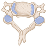 Cervical spine HVLA: Video, Causes, & Meaning | Osmosis