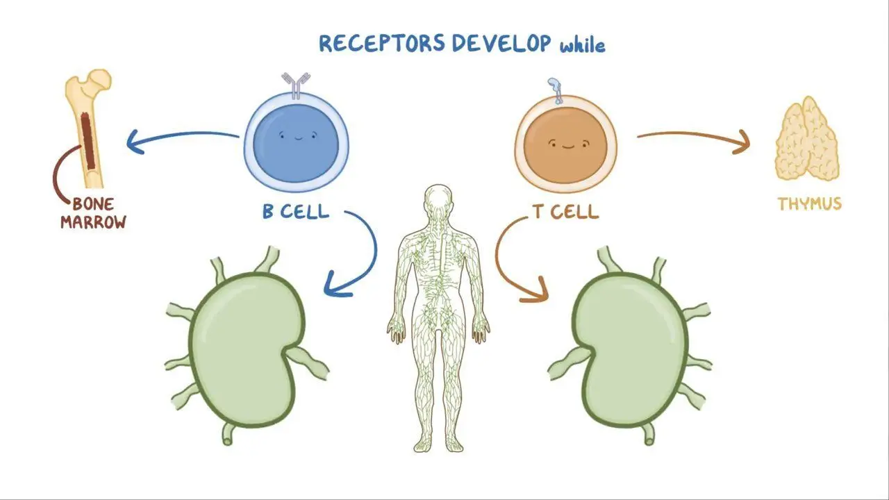 B- and T-cell memory: Video, Causes, & Meaning | Osmosis
