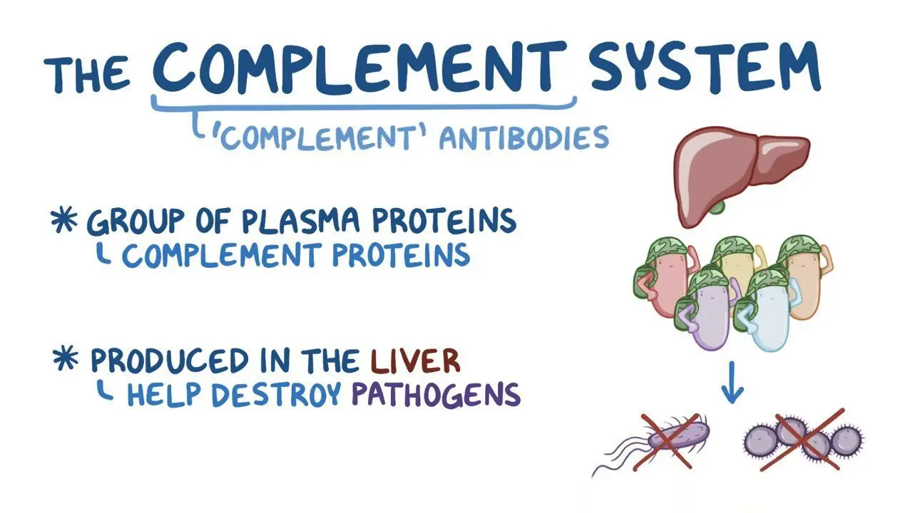 Complement system: Video, Causes, & Meaning | Osmosis