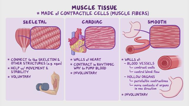 Video: Introduction to the lymphatic system | Osmosis
