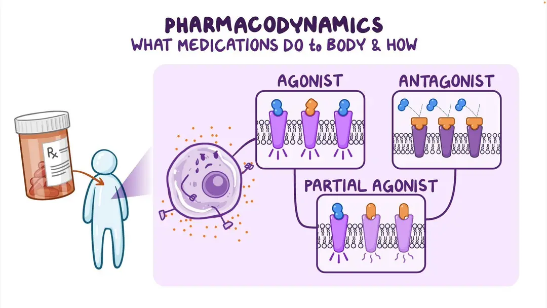 Pharmacodynamics: Video, Causes, & Meaning | Osmosis