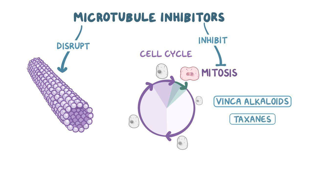 Microtubule inhibitors: Video, Causes, & Meaning | Osmosis