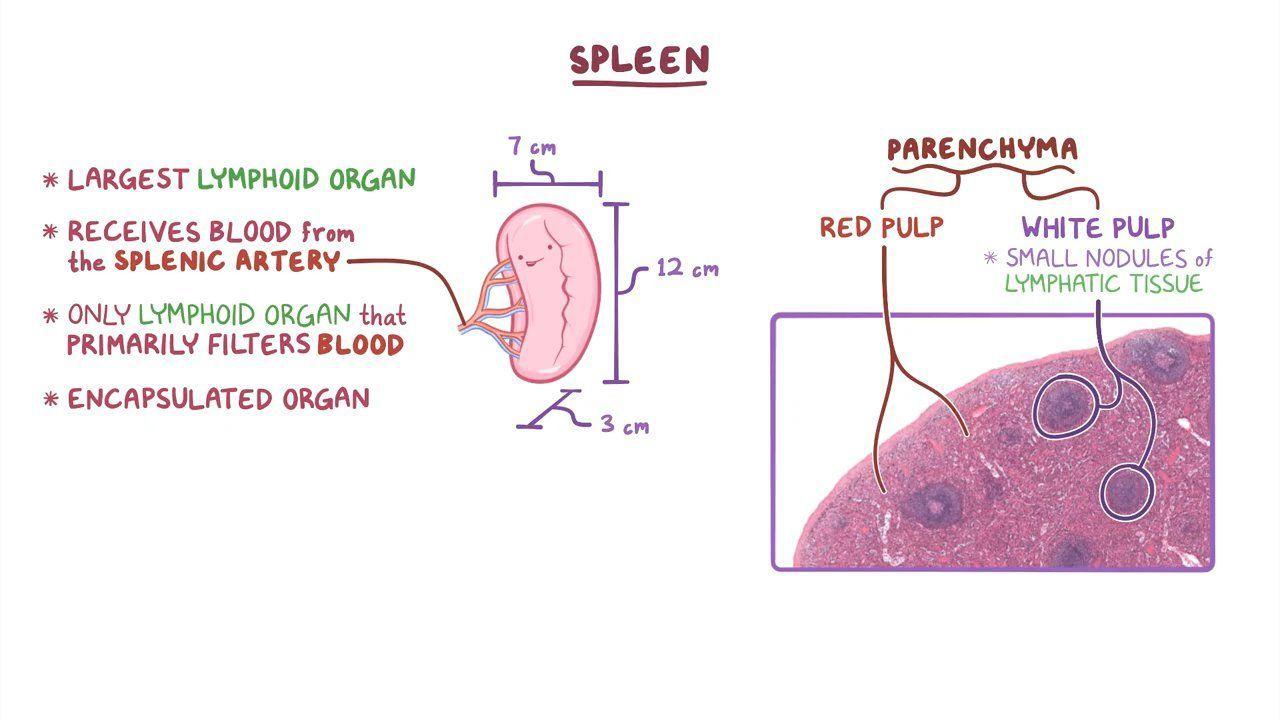 Spleen histology: Video, Causes, & Meaning | Osmosis