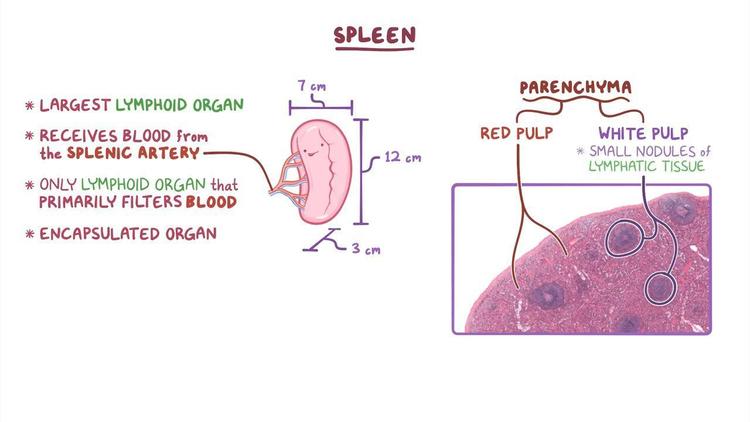 Spleen histology: Video, Causes, & Meaning | Osmosis