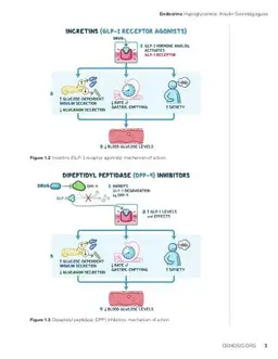 Hypoglycemics: Insulin secretagogues: Video, Causes, & Meaning | Osmosis