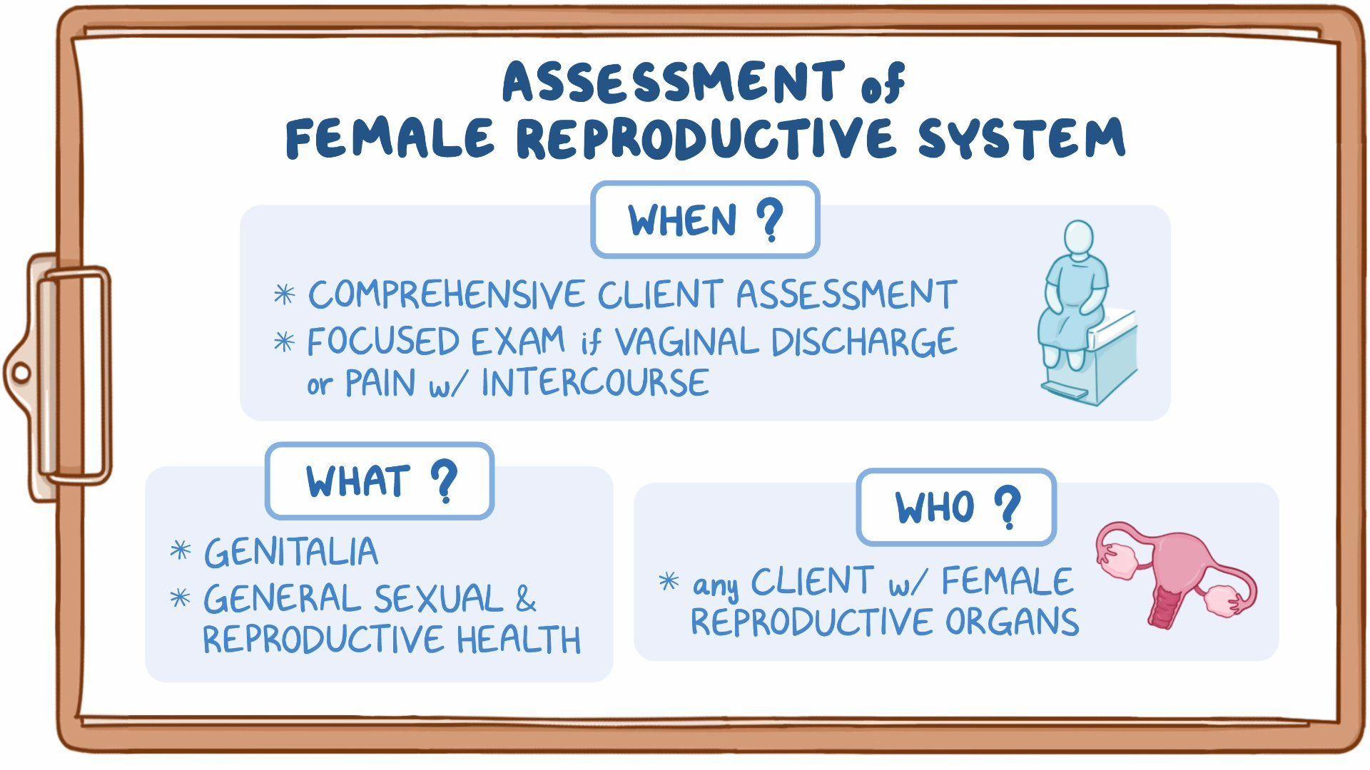 Female Genitalia: Examination and Findings: Video, Causes, & Meaning ...