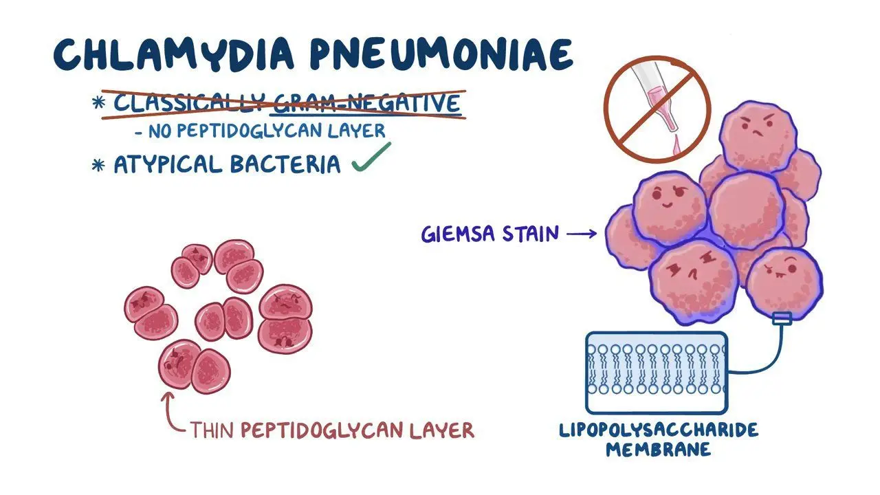 Chlamydia pneumoniae: Video, Causes, & Meaning | Osmosis