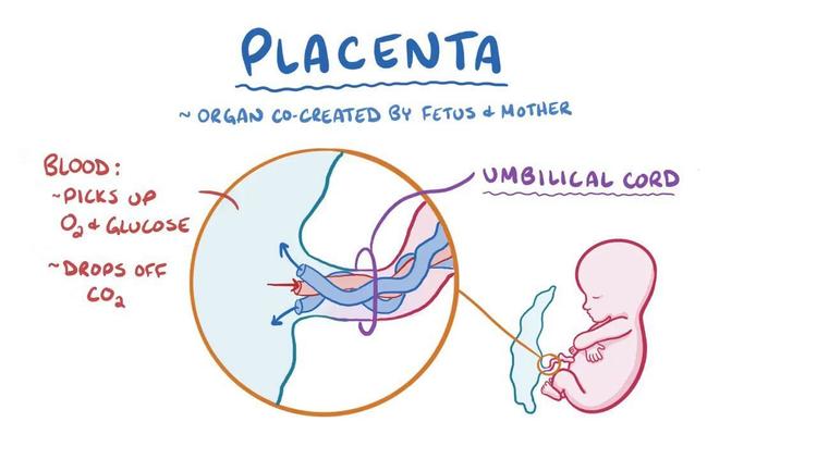 Desarrollo de la placenta: Vídeo, Anatomía & Definición | Osmosis
