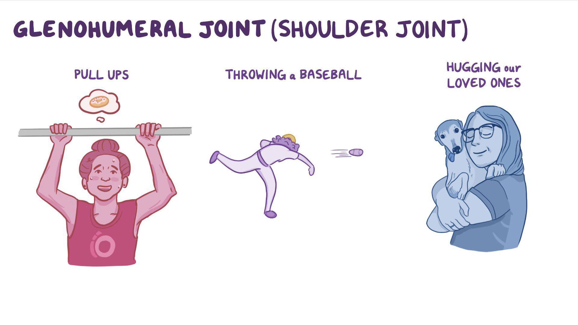 Anatomy of the glenohumeral joint: Video, Causes, & Meaning | Osmosis