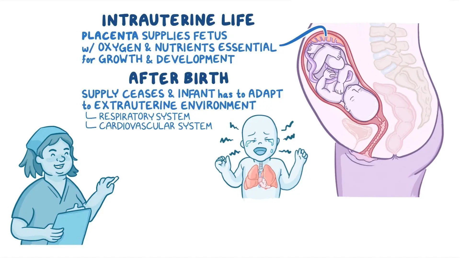 Newborn adaptation to extrauterine life: Nursing: Video & Causes | Osmosis