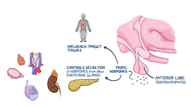 Hyperpituitarism: Nursing: Video & Causes | Osmosis