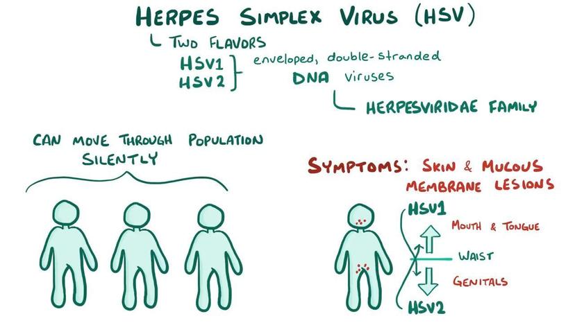 Herpes simplex virus: Video, Causes, & Meaning | Osmosis