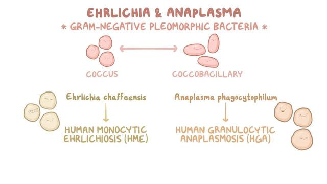 Ehrlichia and Anaplasma: Video, Causes, & Meaning | Osmosis
