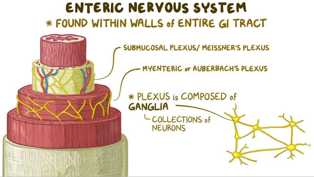Enteric nervous system: Video, Causes, & Meaning | Osmosis