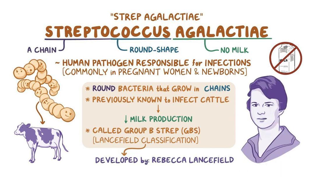 Streptococcus agalactiae (estreptococo del grupo B) | Osmosis