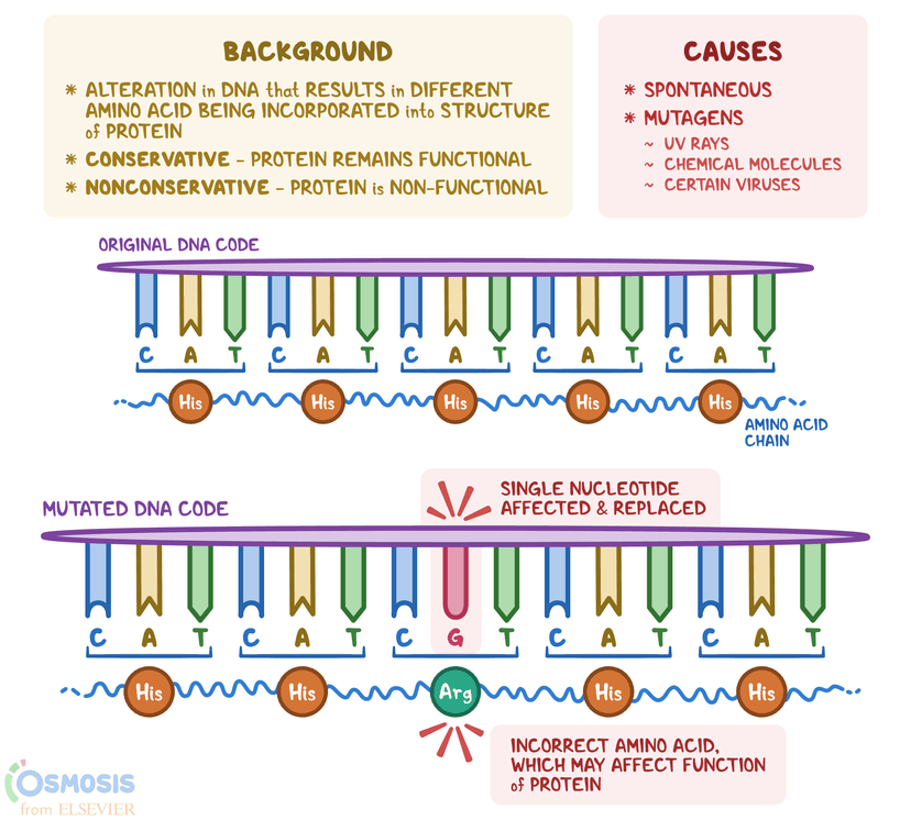 Missense Mutation: What Is It, Causes, and More | Osmosis