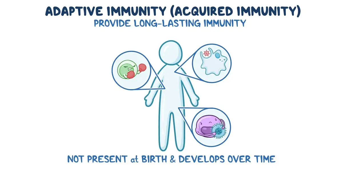 Adaptive Immunity: Video, Causes, & Meaning | Osmosis