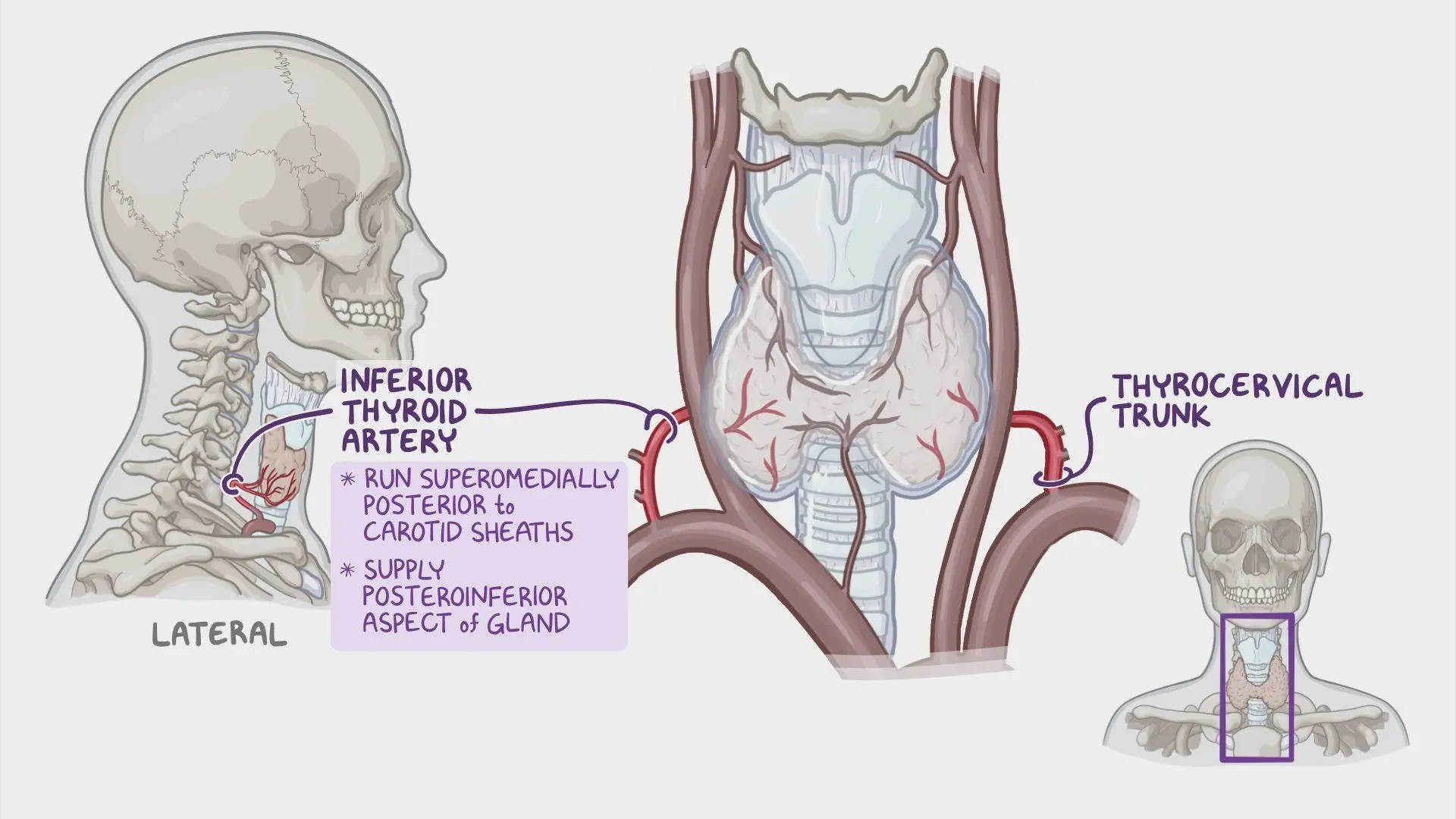 Anatomy of the thyroid and parathyroid glands: Video, Causes, & Meaning ...