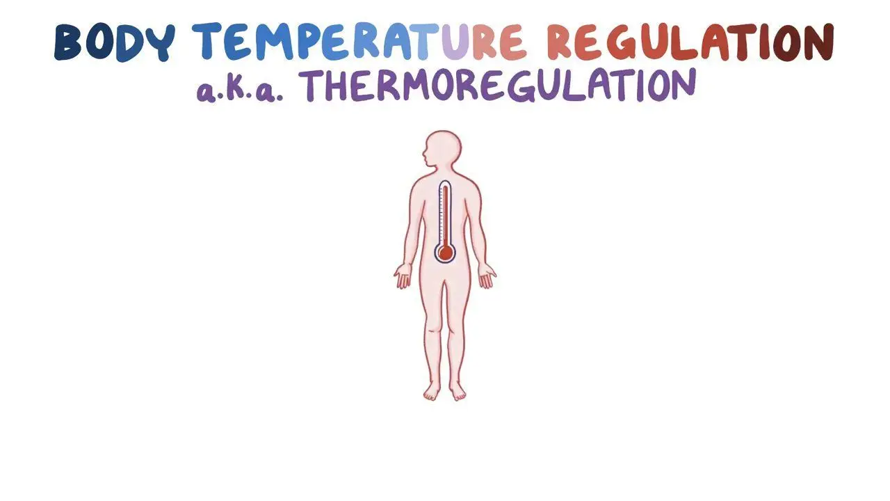 Body temperature regulation (thermoregulation): Video, Causes ...