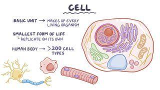 Video: Cellular structure and function | Osmosis