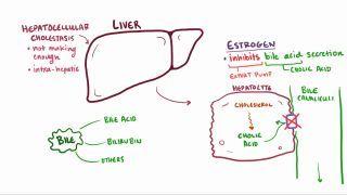 Liver diseases Notes: Diagrams & Download PDF | Osmosis