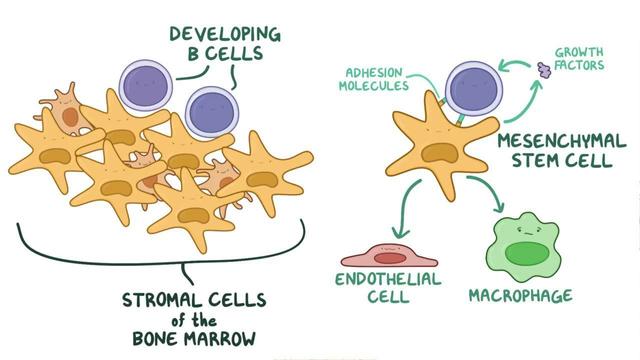 B-cell development: Video, Causes, & Meaning | Osmosis