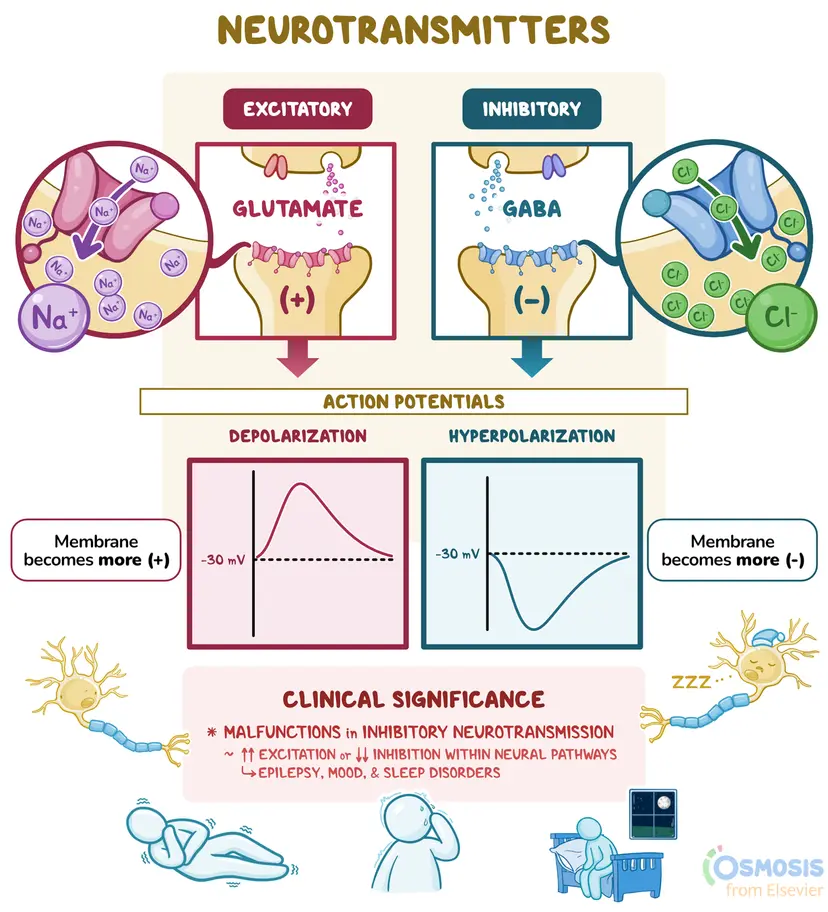 Inhibitory Neurotransmitters: What They Are, Their Function, Clinical ...