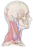Components of the osteopathic structural examination: Video, Causes ...