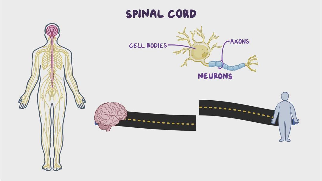 Anatomy clinical correlates: Spinal cord pathways | Osmosis