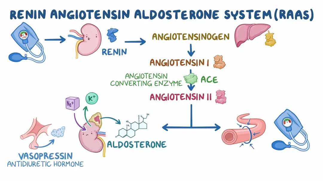 Drugs Impacting the Renin Angiotensin Aldosterone System (ACE and ARB ...