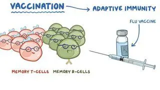 Immune System Notes: Diagrams & Download PDF | Osmosis