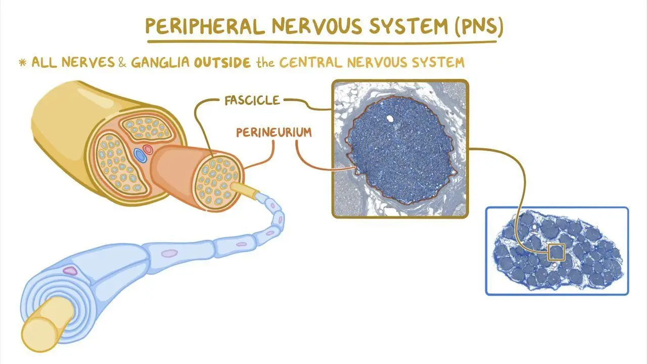 Peripheral nervous system histology: Video, Causes, & Meaning | Osmosis