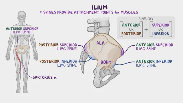 Video: Nerves and lymphatics of the pelvis | Osmosis