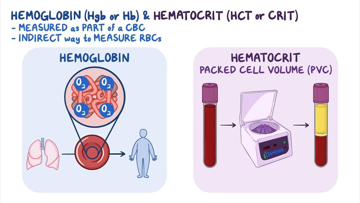 Complete blood count (CBC) - Hemoglobin and hematocrit: Nursing: Video ...