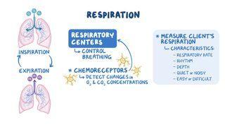 Bronchophony: What Is It, Causes, and More | Osmosis