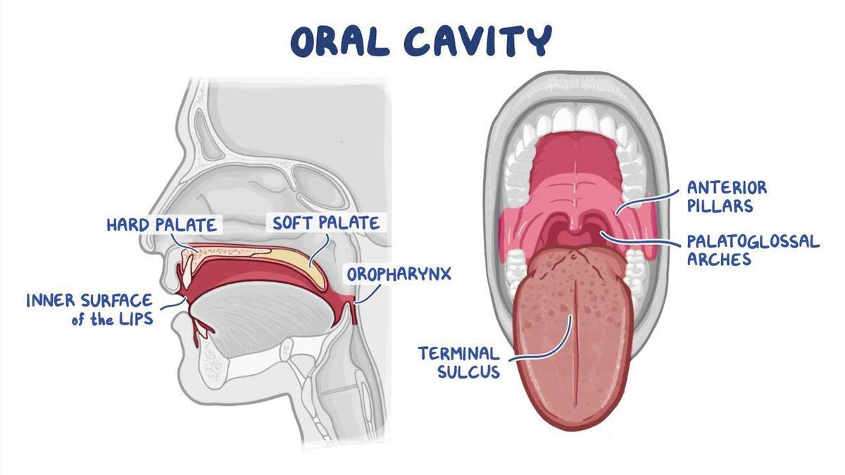 Anatomy of the oral cavity (dentistry): Video, Causes, & Meaning | Osmosis