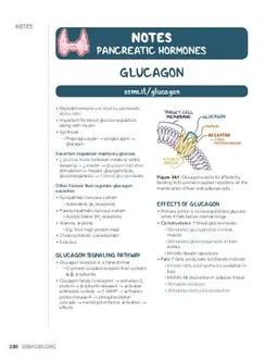 Insulin: Video, Causes, & Meaning | Osmosis