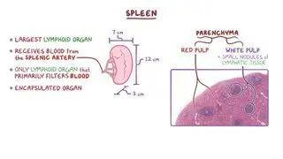 Video: Spleen histology | Osmosis