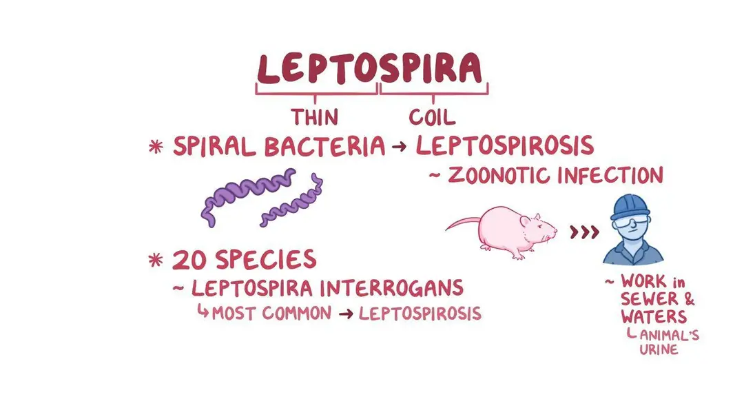 Leptospira: Video, Causes, & Meaning | Osmosis