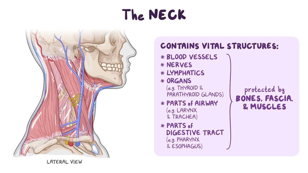 Anatomy clinical correlates: Bones, fascia and muscles of the neck ...