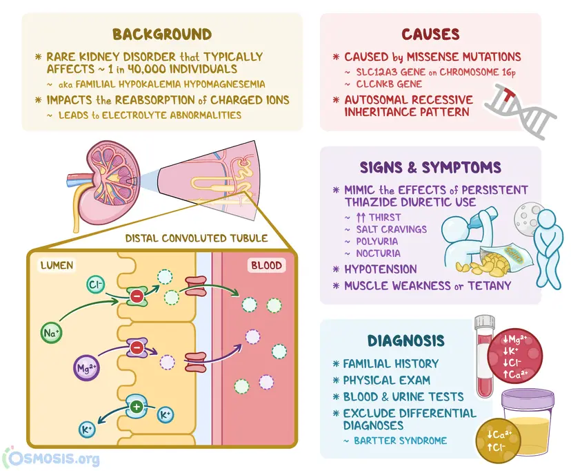 Gitelman Syndrome: What It Is, Causes, Treatment, and More | Osmosis