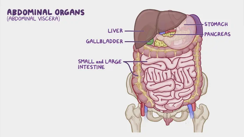 Anatomía de las vísceras abdominales: Inervación de las vísceras ...