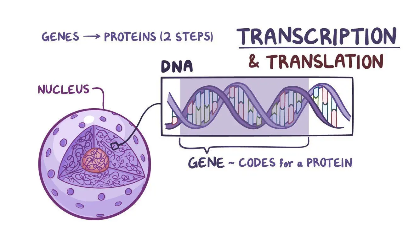 Transcription of DNA: Video, Causes, & Meaning | Osmosis