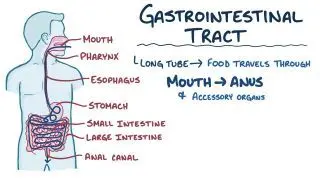 Anatomy and Physiology of the Gastrointestinal System Notes: Diagrams ...